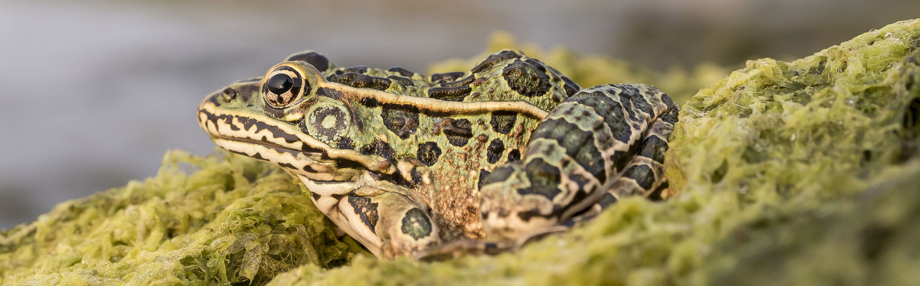 Northern leopard frog.jpg | FWS.gov